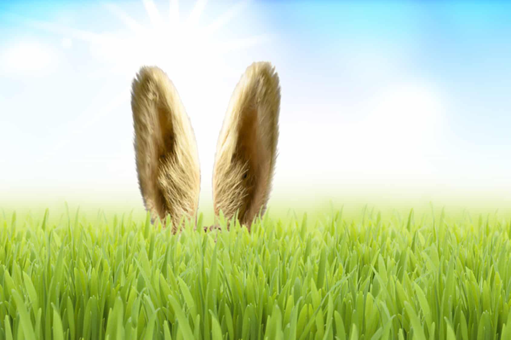 Zajączek Wielkanocny | Dadum